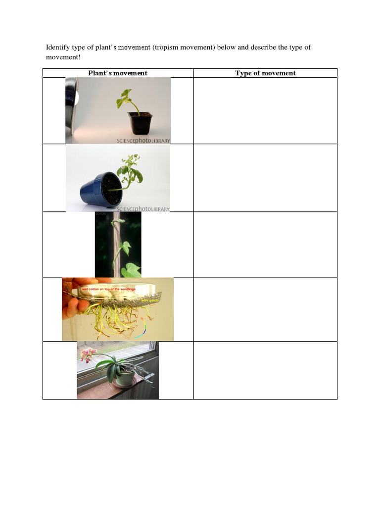 Worksheet 2 (Plant Movement) | PDF | Plant Physiology | Branches Of Botany