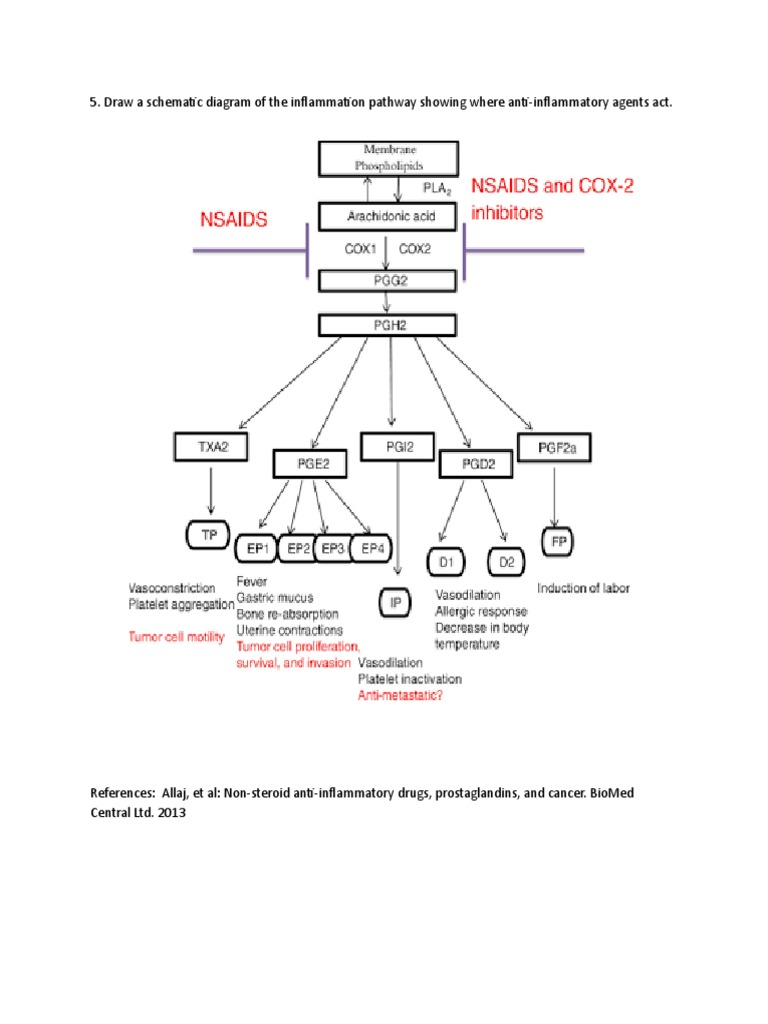 Draw A Schematic Diagram of The Inflammation Pathway Showing Where Anti ...