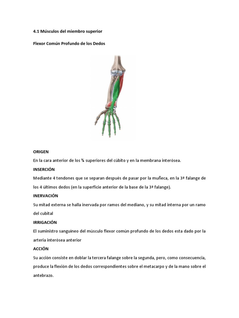 Extensor Comun de Los Dedos | PDF | Mano | Sistema musculoesquelético