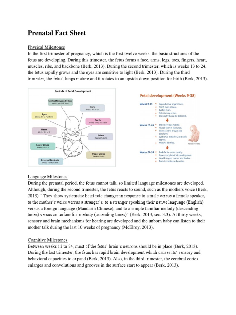 Final Prenatal Fact Sheet | PDF | Fetus | Prenatal Development
