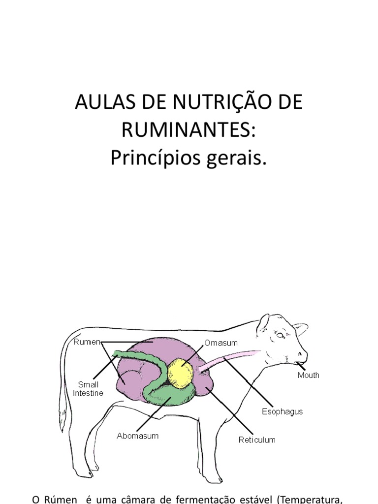 Aulas de Nutrição de Ruminantes Anatomia e Fisiologia Do Trato ...