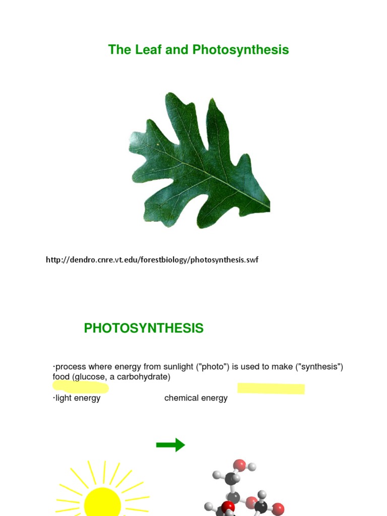 Photosynthesis Process in Leaves | PDF | Photosynthesis | Chloroplast