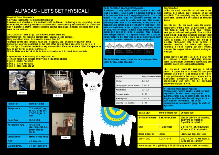 Alpacas Physical Exam Poster | PDF | Reproductive System | Endocrine System
