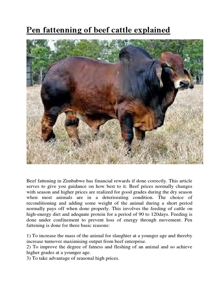 Pen Fattenning of Beef Cattle Explained | PDF | Cottonseed | Dietary Fiber