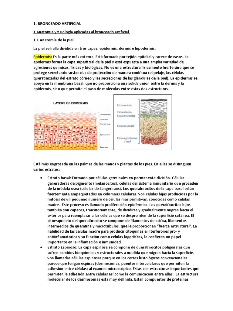 Bronceado Artificial | PDF | Piel | Epidermis