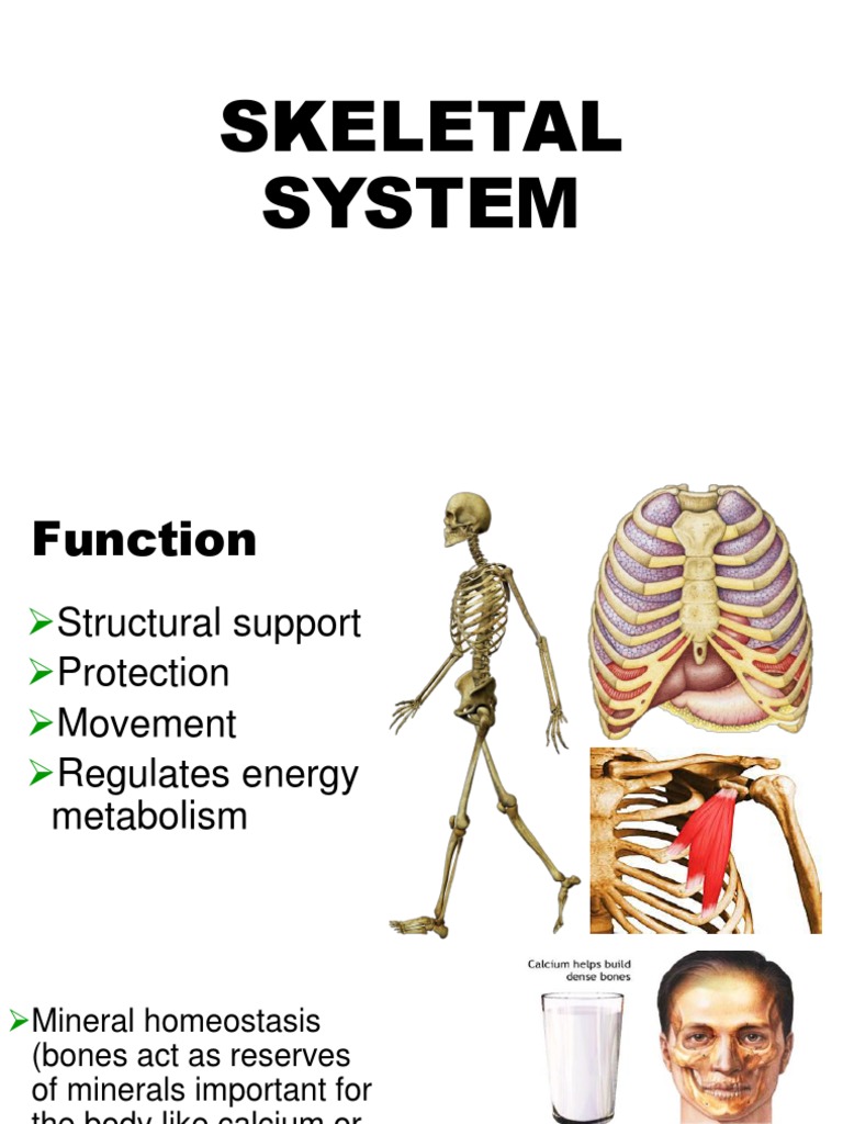 14 Skeletal System PDF | PDF | Osteoblast | Bone