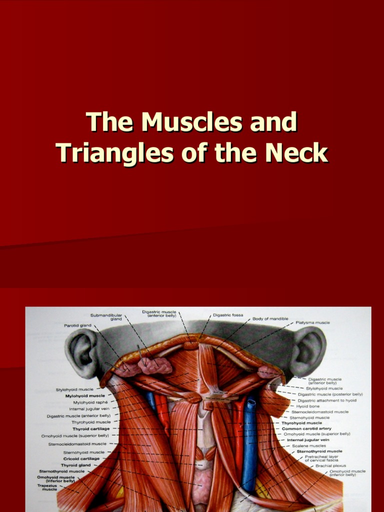 The Muscles and Triangles of The Neck | PDF | Neck | Common Carotid Artery