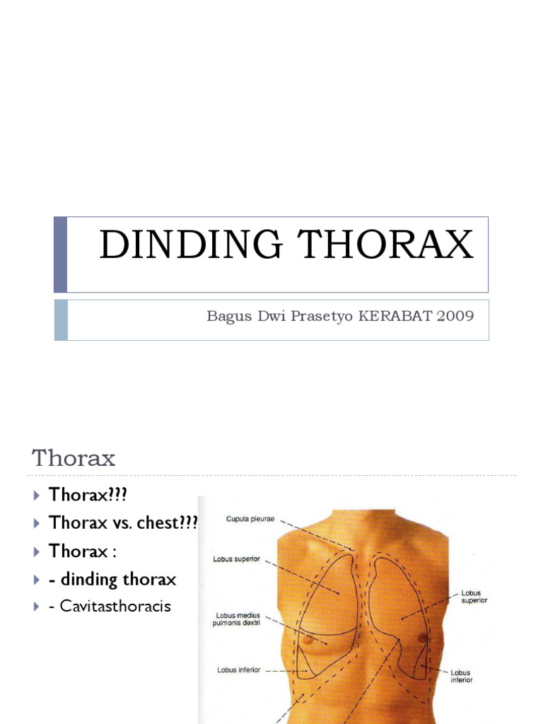Dinding Thorax: Bagus Dwi Prasetyo KERABAT 2009 | PDF | Thorax | Vertebra