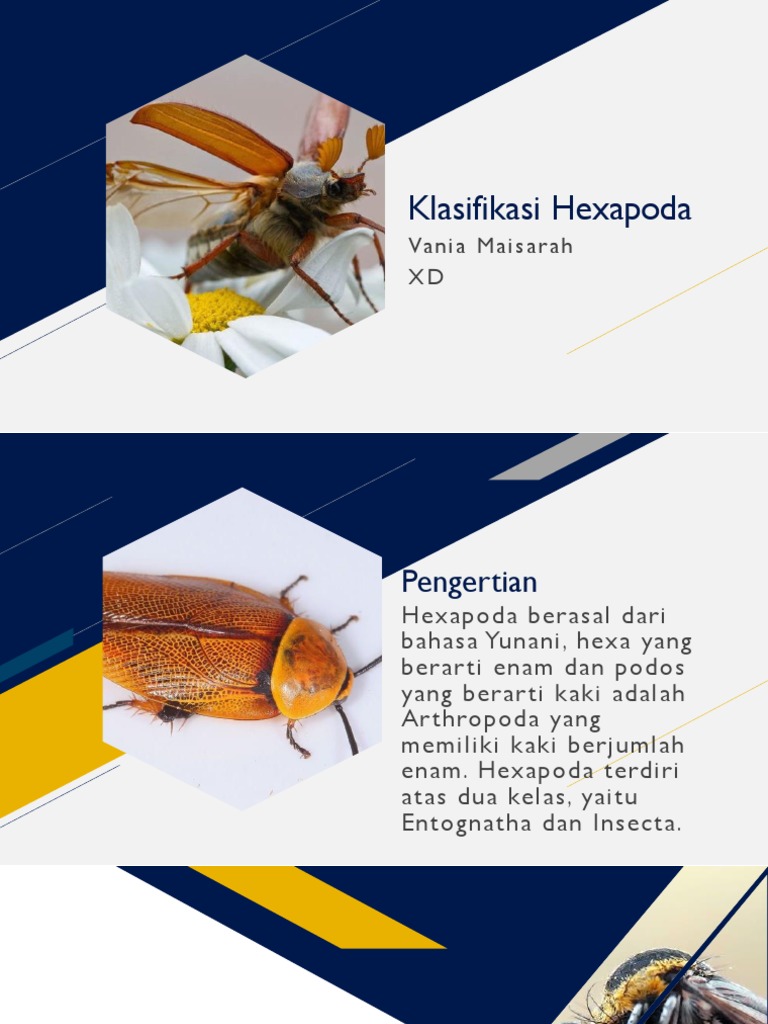 Klasifikasi Hexapoda | PDF | Kajian Bahasa Asing