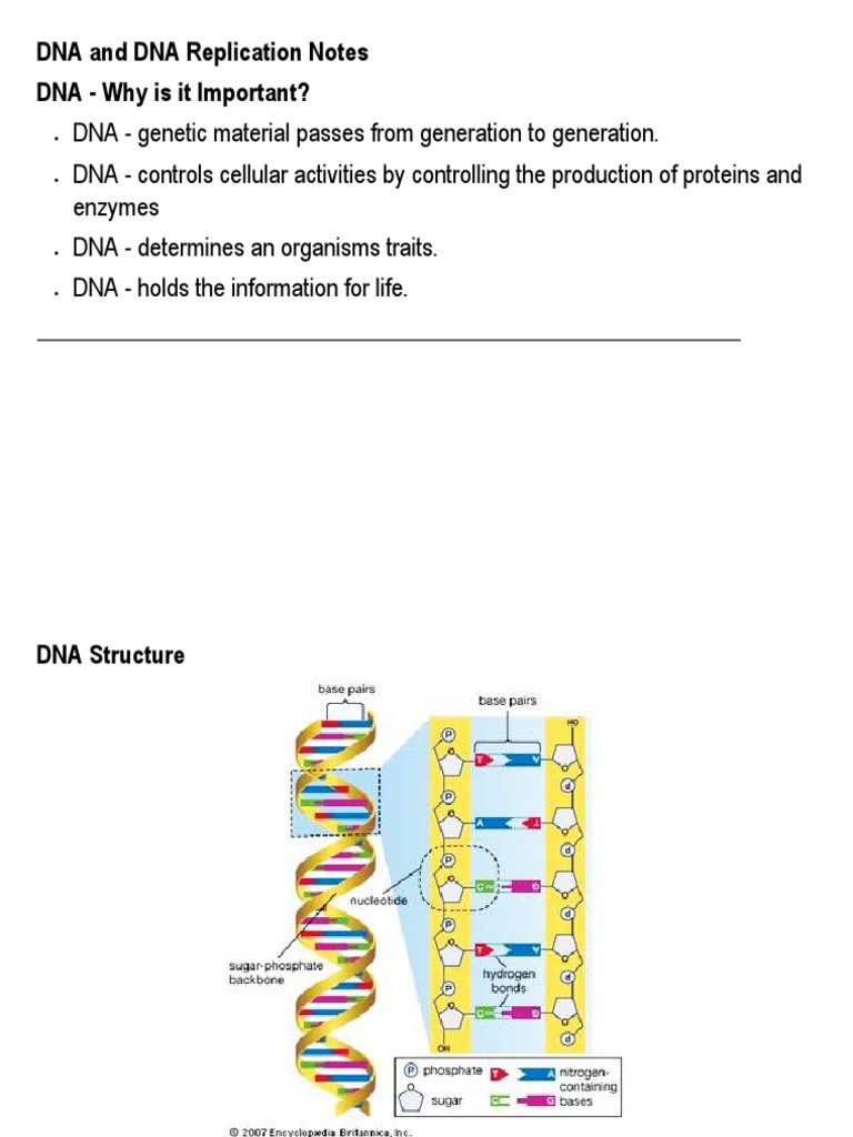 DNA Structure and Replication Guide | PDF