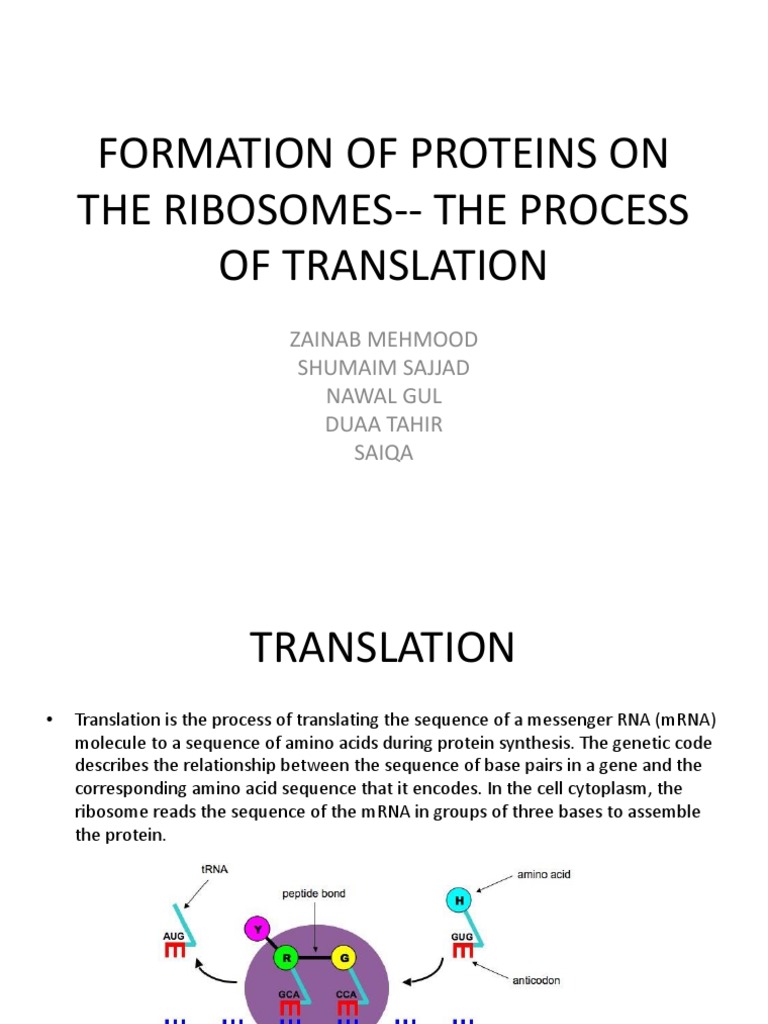 The Process of Translation | PDF | Translation (Biology) | Ribosome