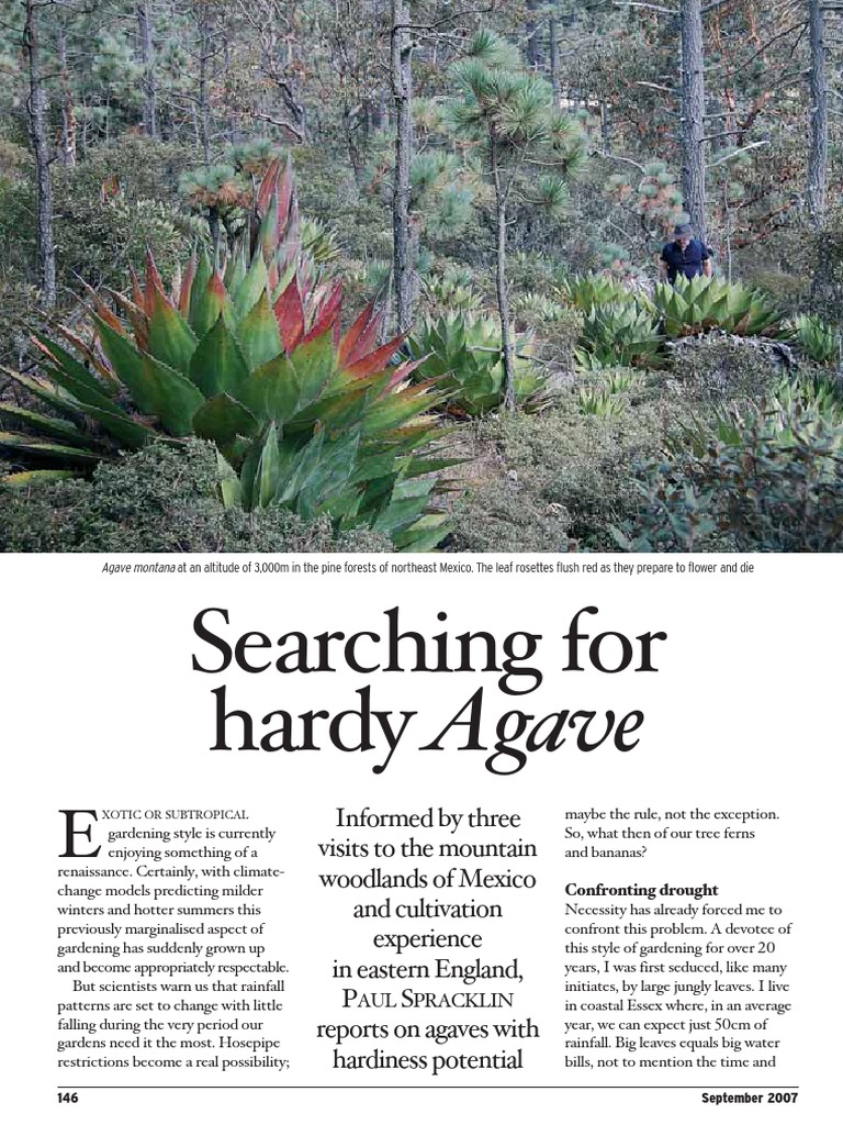Agave montana: A Hardy Agave Species Found Thriving at High Altitudes ...