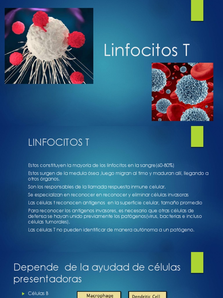 Linfocitos T | PDF | Célula T | Antígeno