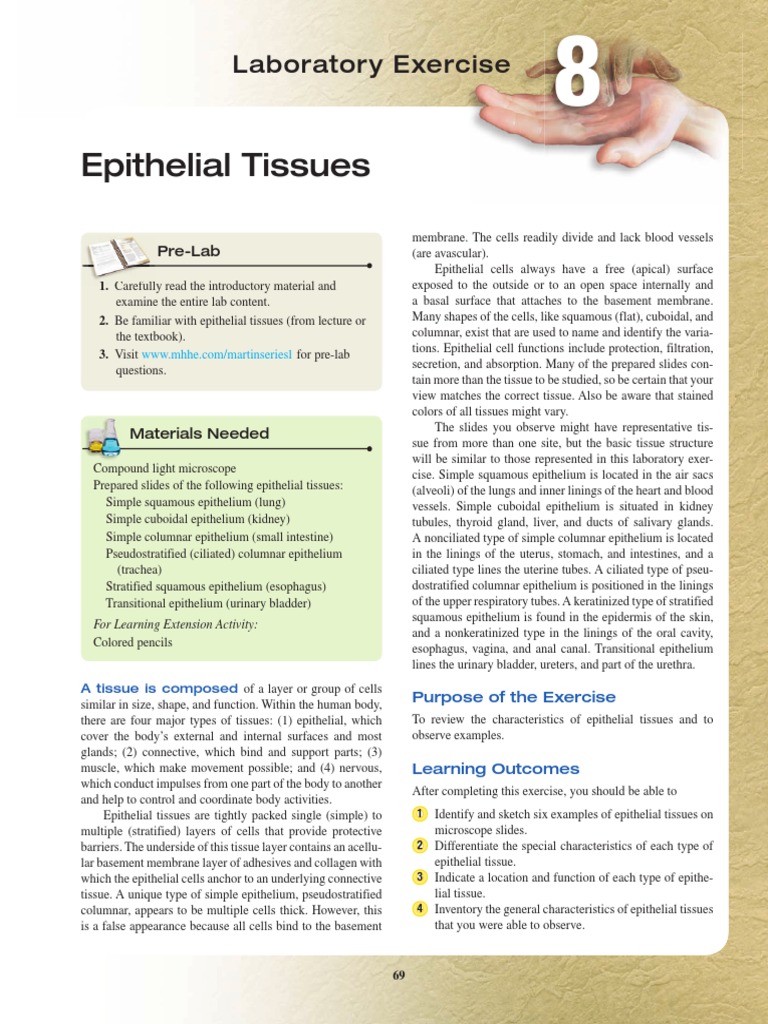 Labex8 Epithelial Tissues | PDF | Epithelium | Human Anatomy