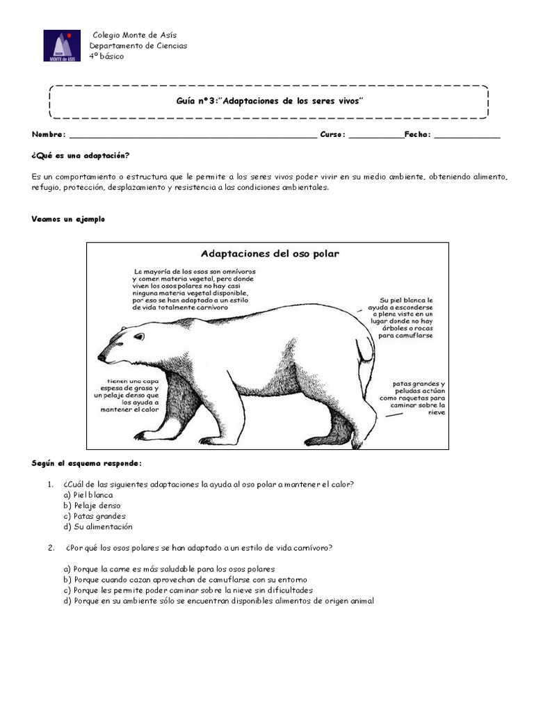 Adaptaciones | PDF | Oso polar | Osos