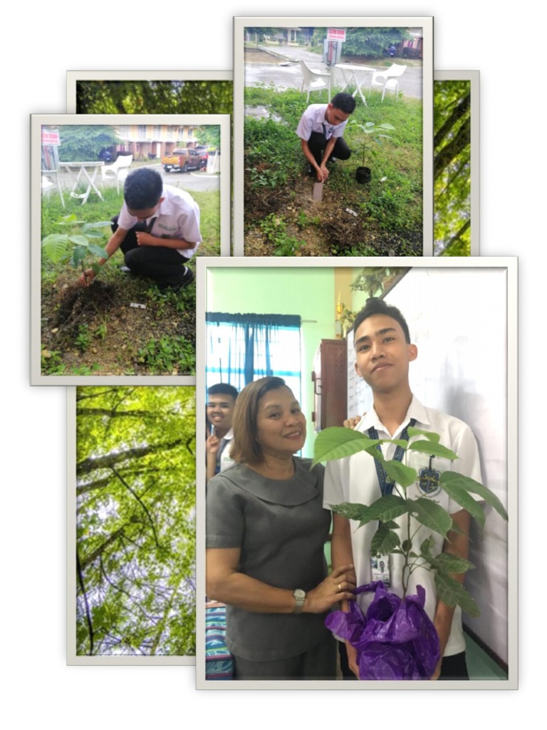 Bakit Mahalaga Ang Magtanim NG Puno | PDF