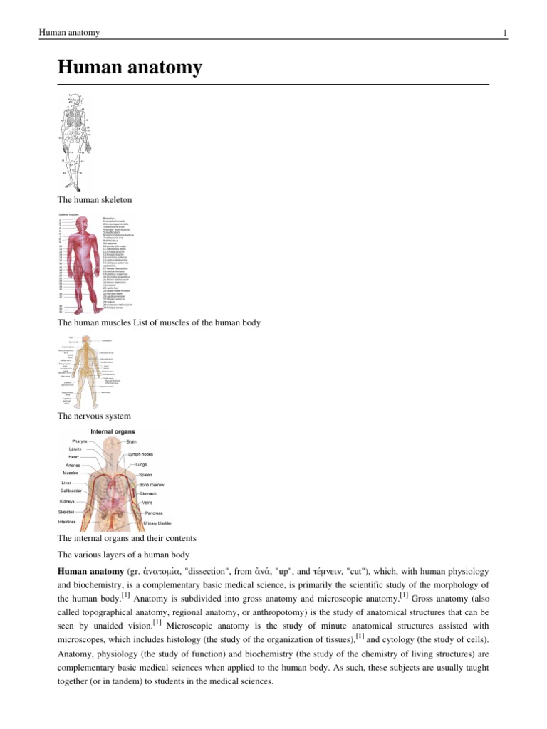 Human Anatomy | PDF | Anatomy | Human Body
