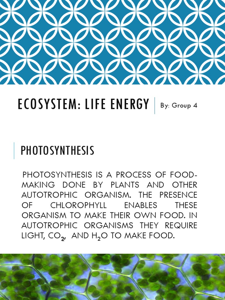Photosynthesis and Chlorophyll Explained | PDF