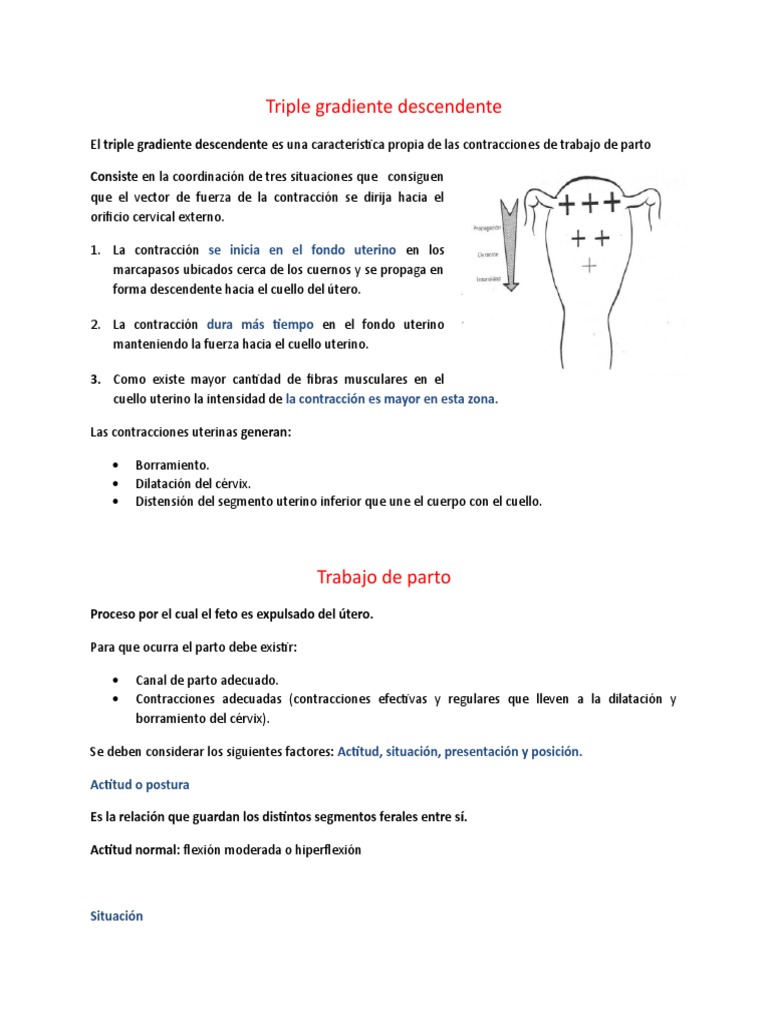 Fisiología del Triple Gradiente Descendente | PDF | Parto | Anatomía