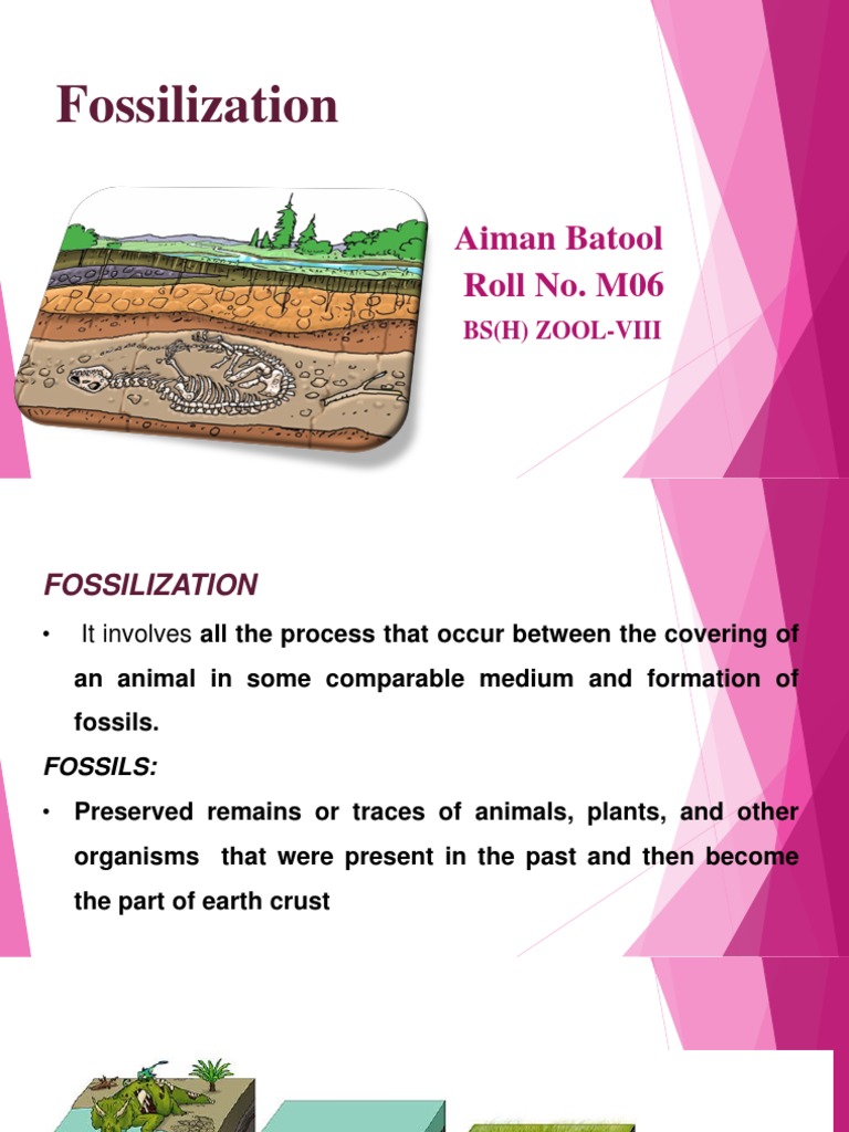 Fossilization | PDF | Fossil | Decomposition