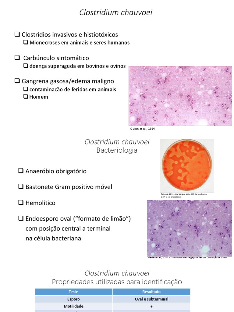 Clostridium chauvoei | Necrose | Músculo