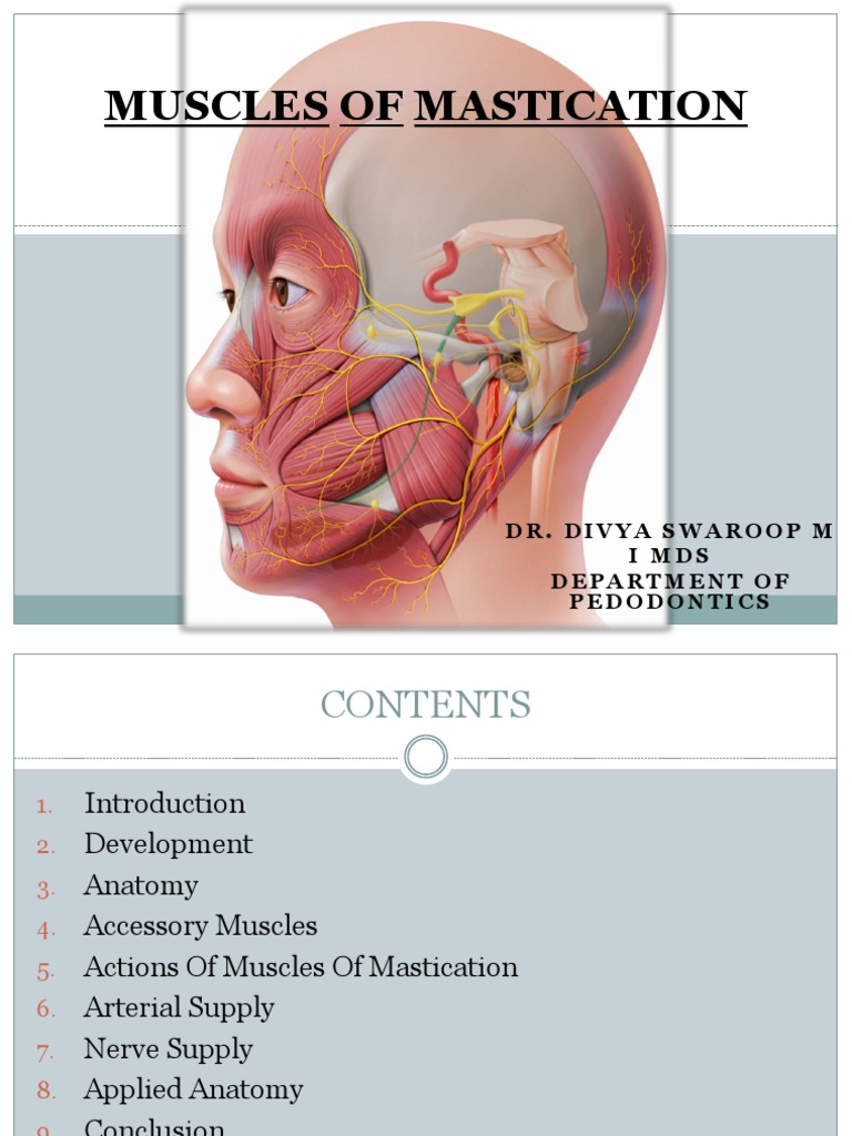 Muscles of Mastication | PDF | Human Head And Neck | Human Anatomy