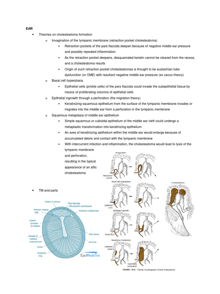 Basic ENT-HNS | Download Free PDF | Auditory System | Larynx