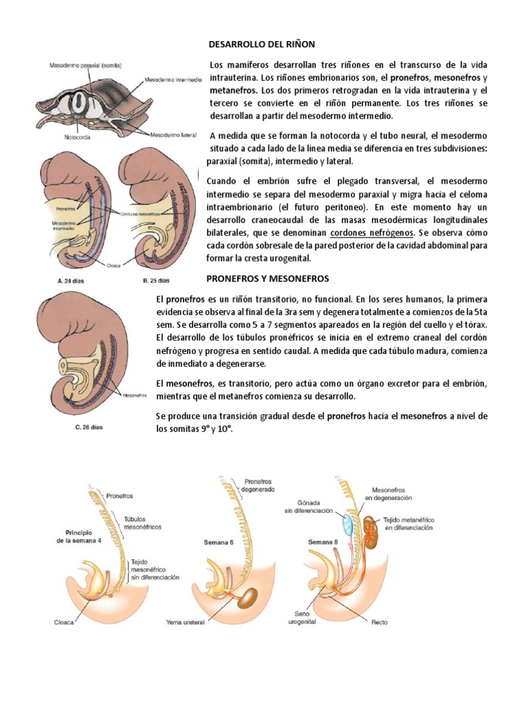 Desarrollo embrionario de los riñones | PDF | Riñón | Músculo