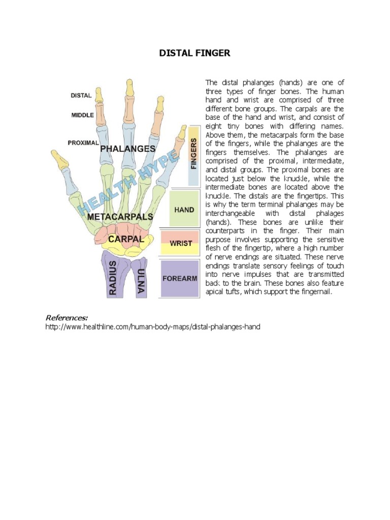 Distal Finger | PDF