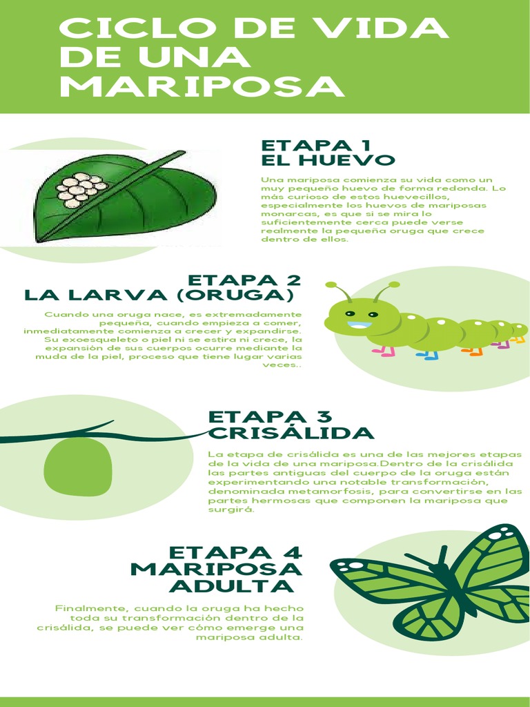 Ciclo de Vida de Una Mariposa | PDF