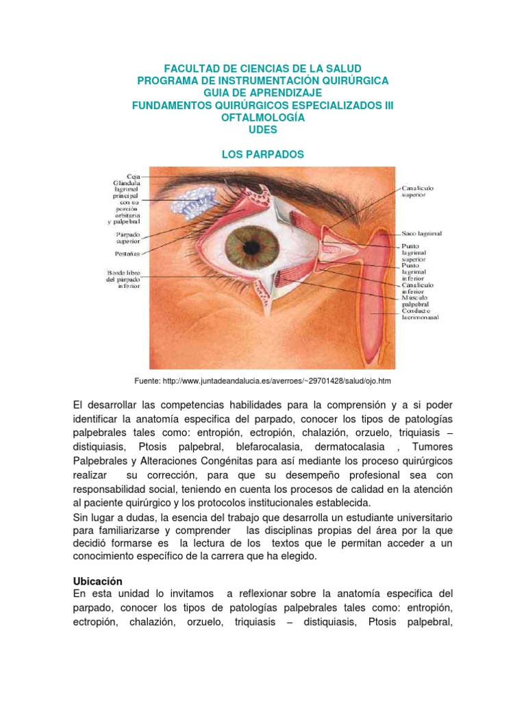 Cirugia Parpado | PDF | Ojo | Oftalmología
