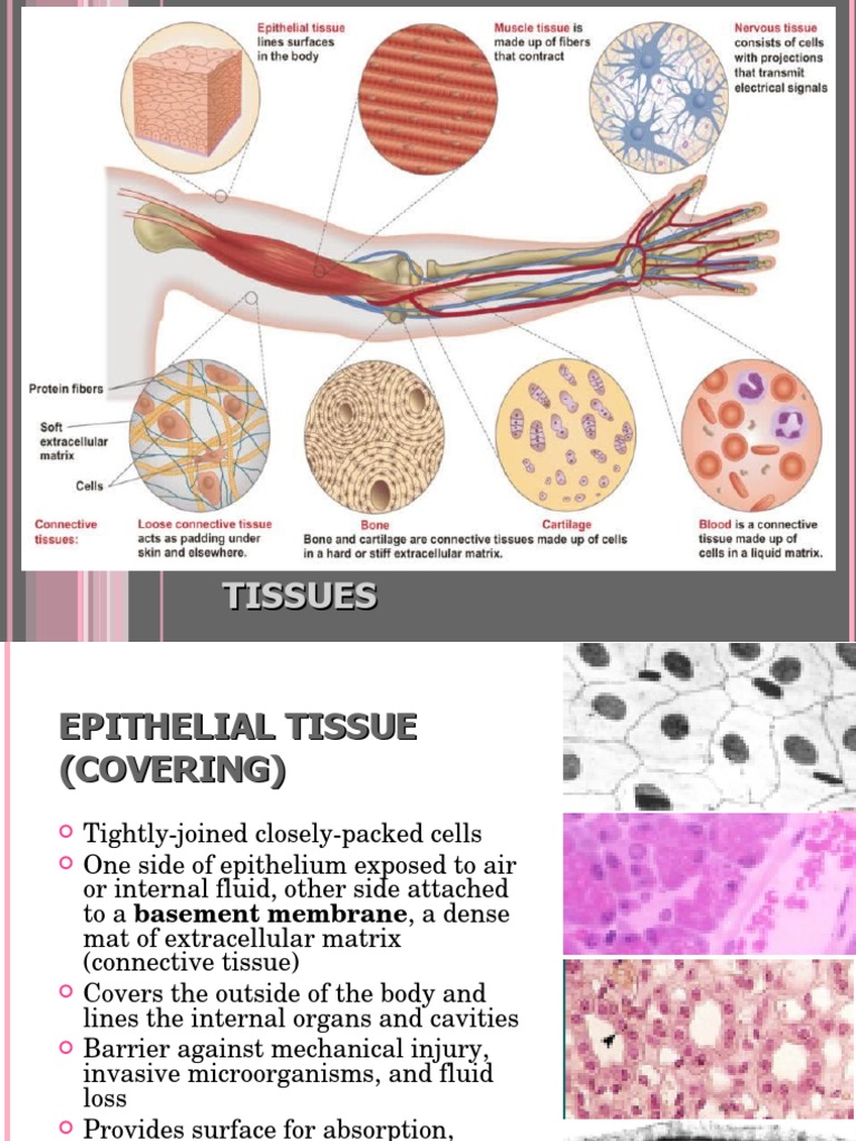 Four Types of Animal Tissues | Download Free PDF | Epithelium | Tissue ...