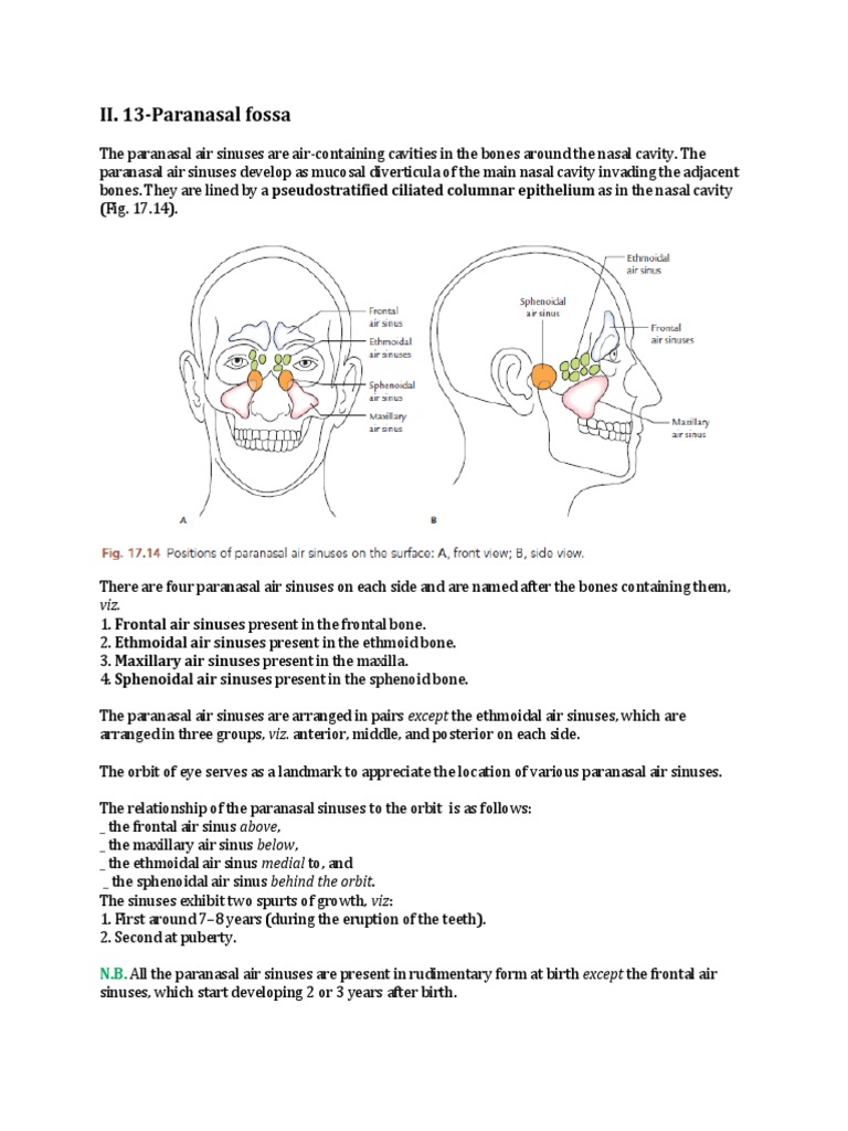 Parasinus Anatomy | PDF | Human Nose | Primate Anatomy