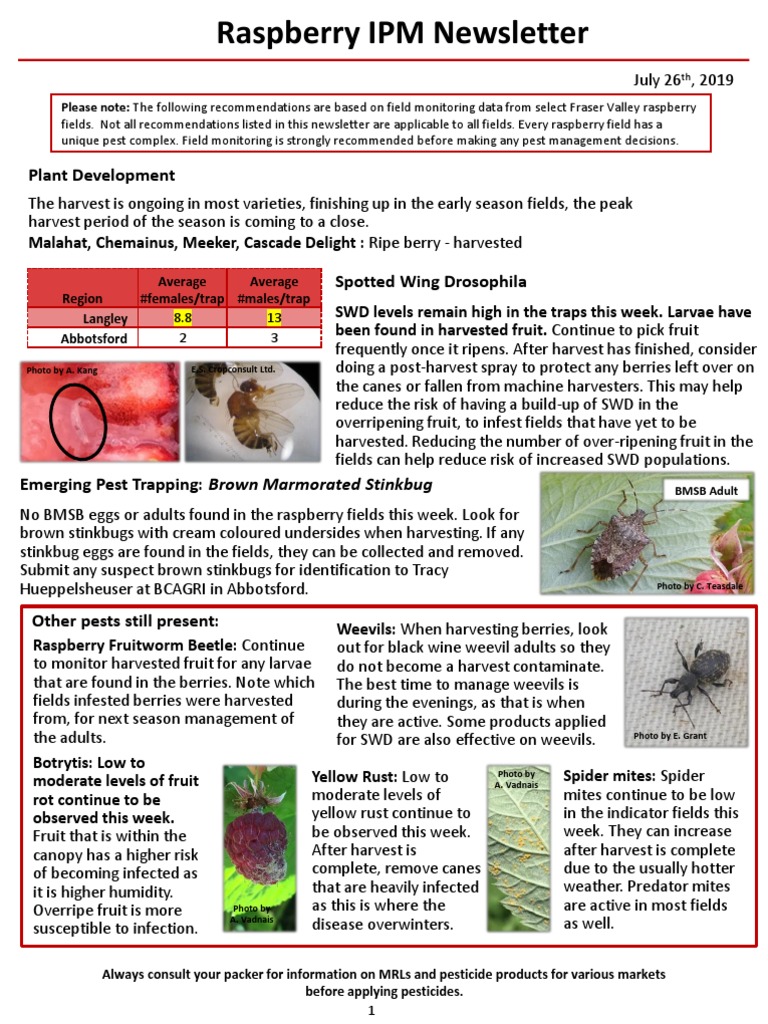 Raspberry IPM Update: July 2019 | PDF | Berry | Pest (Organism)