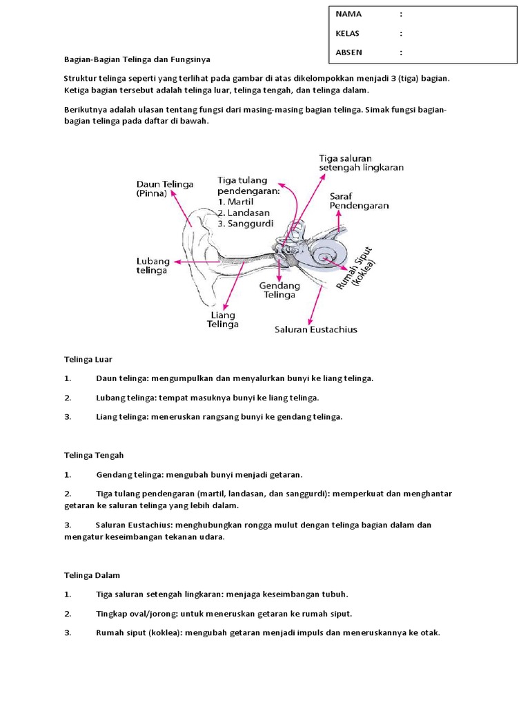 Bagian Telinga Dan Fungsi | PDF