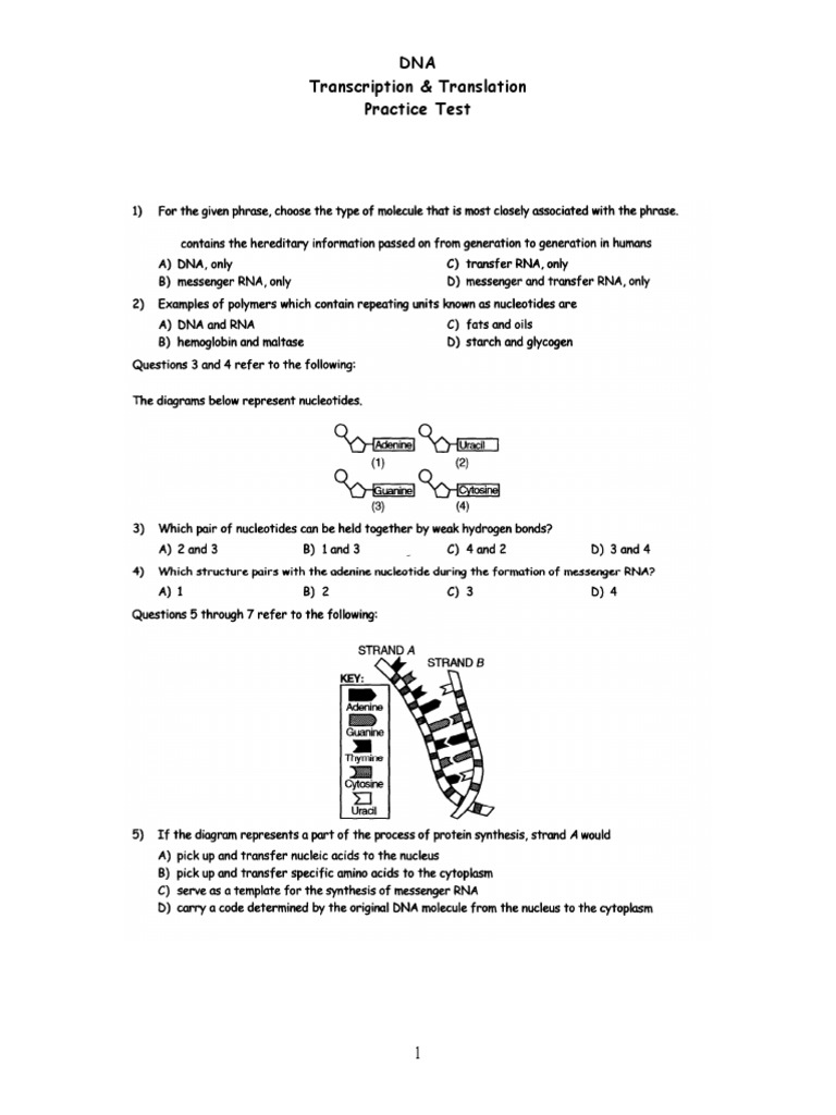DNA Transcription Practice Test PDF | PDF