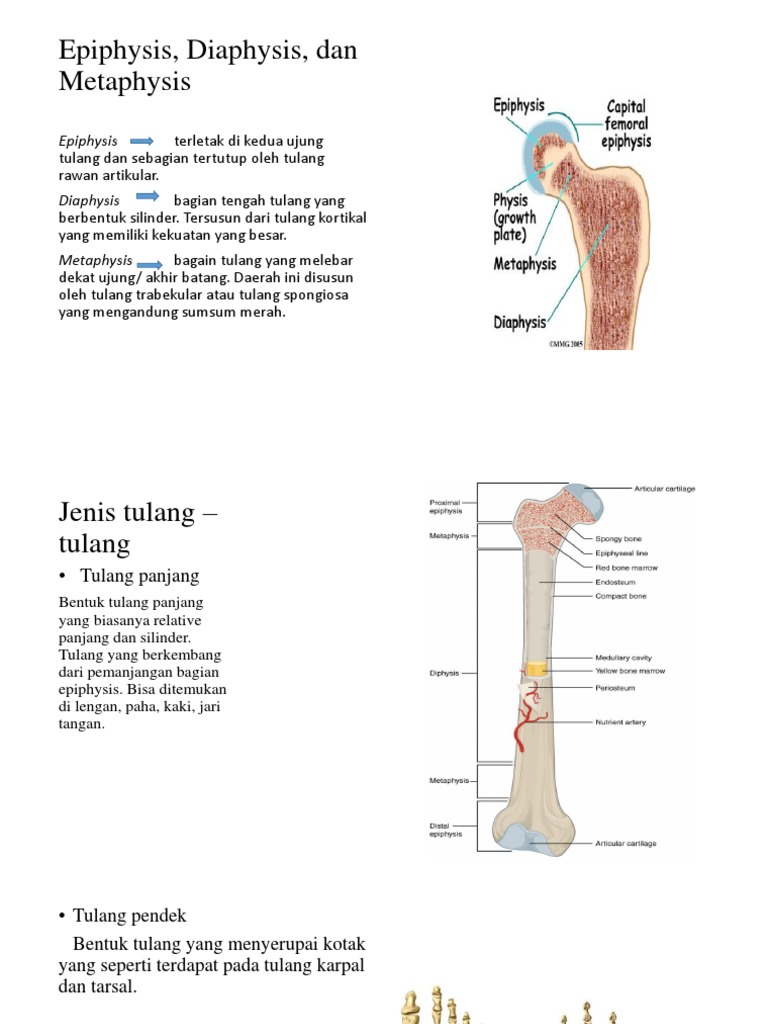 Struktur dan Fungsi Epiphysis dan Diaphysis | PDF | Kajian Bahasa Asing ...