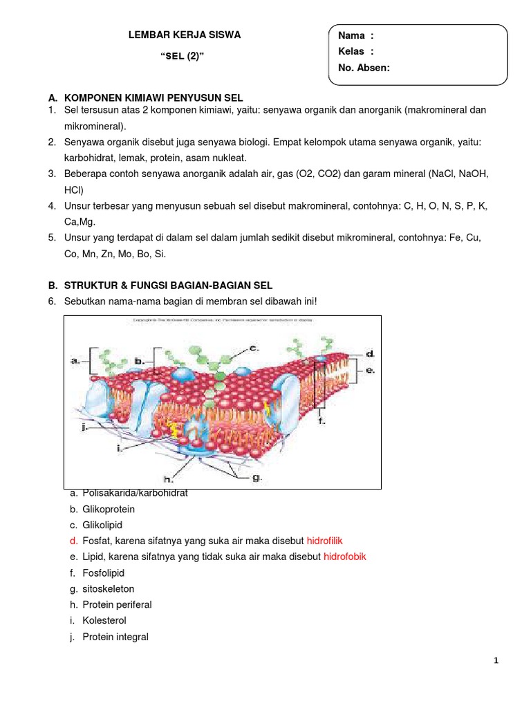 Komponen Kimia dan Struktur Sel | PDF | Sains & Matematika