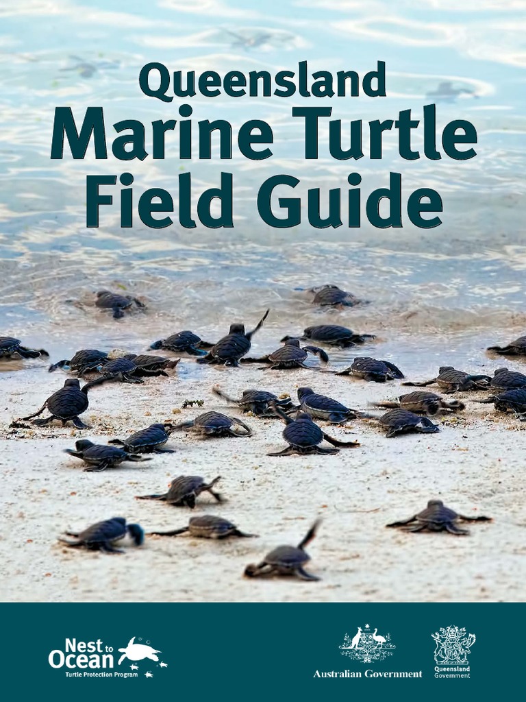 Marine Turtle Field Guide | PDF | Sea Turtle | Turtle