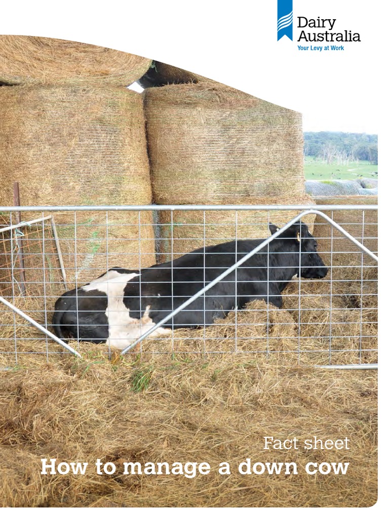 Fact Sheet How To Manage A Down Cow | PDF | Dairy Cattle | Cattle