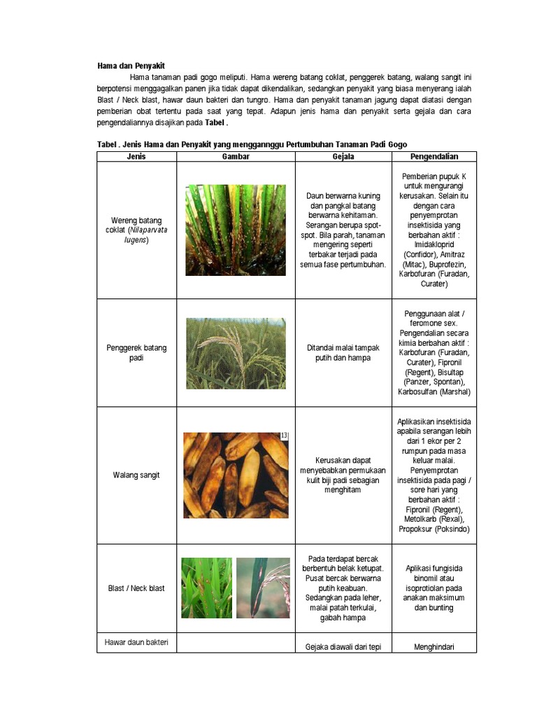 Hama Dan Penyakit Pada Tanaman Padi Gogo | PDF
