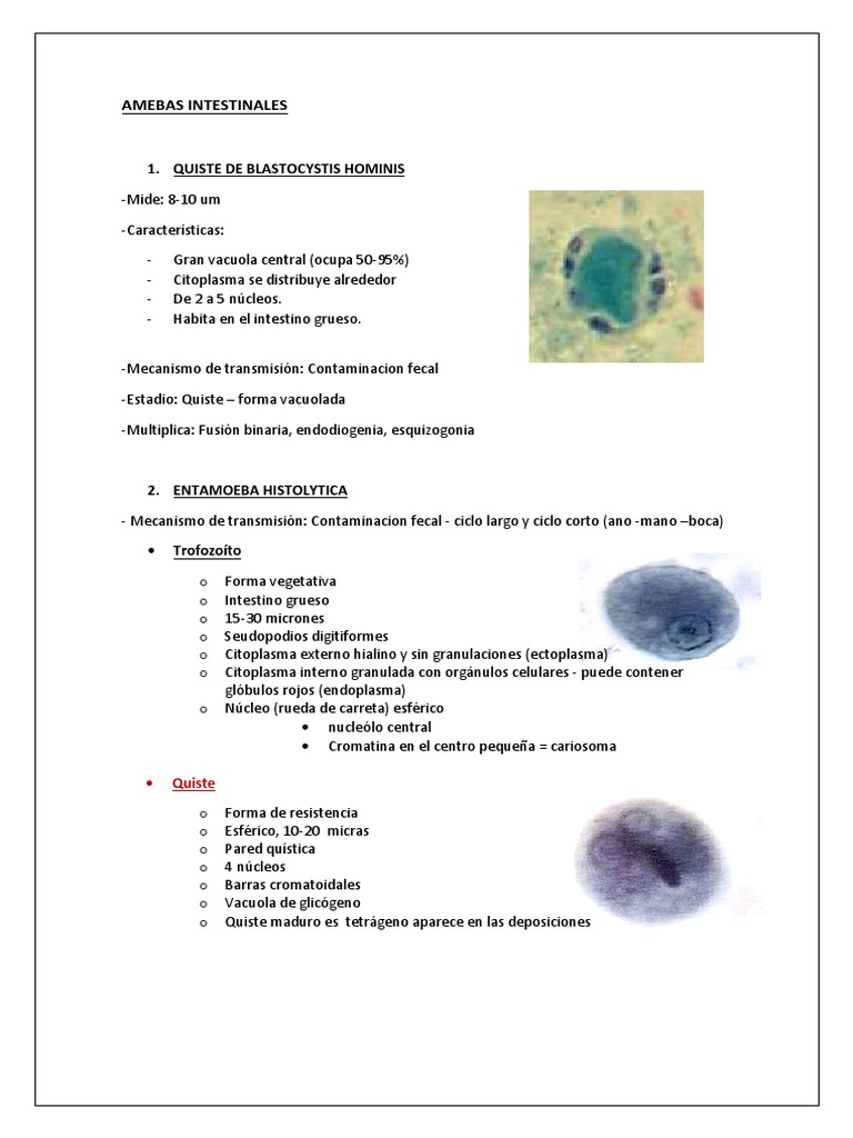 Ciclo De Vida De Blastocystis Hominis