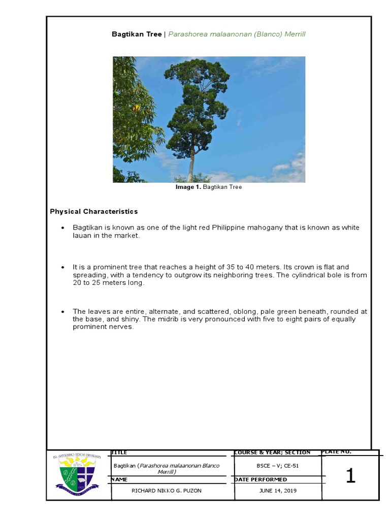 Bagtikan Tree Properties | PDF | Trees | Plant Life Form