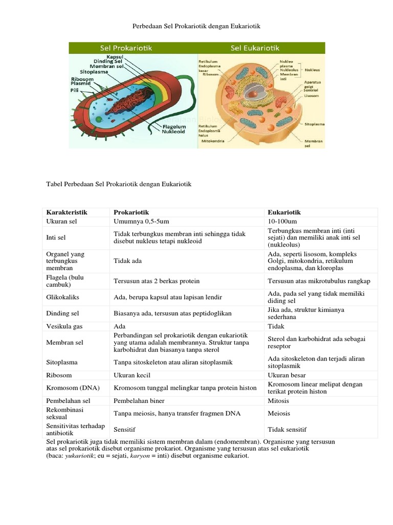 Perbedaan Sel Prokariotik Dengan Eukariotik Pdf