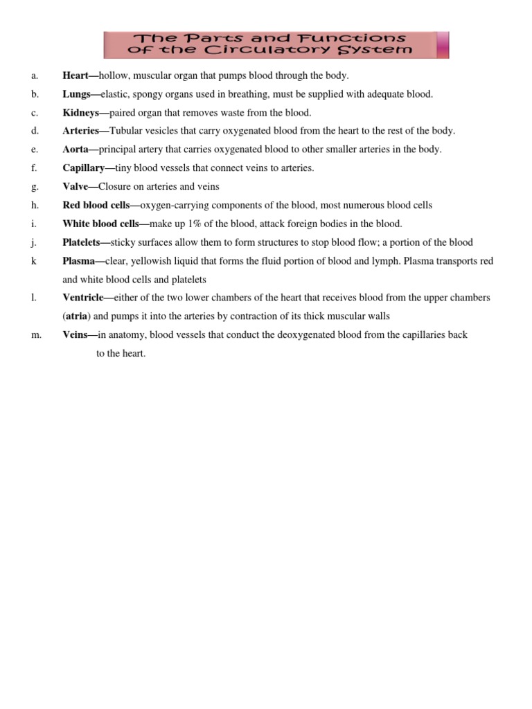 Circulatory System | PDF