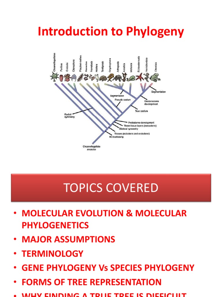 Introduction To Phylogeny | PDF | Phylogenetic Tree | Molecular ...