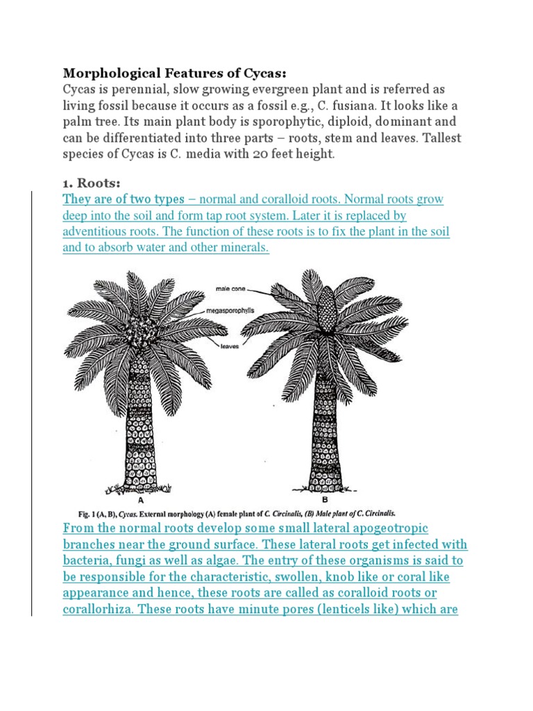 Cycas Female Cone Diagram