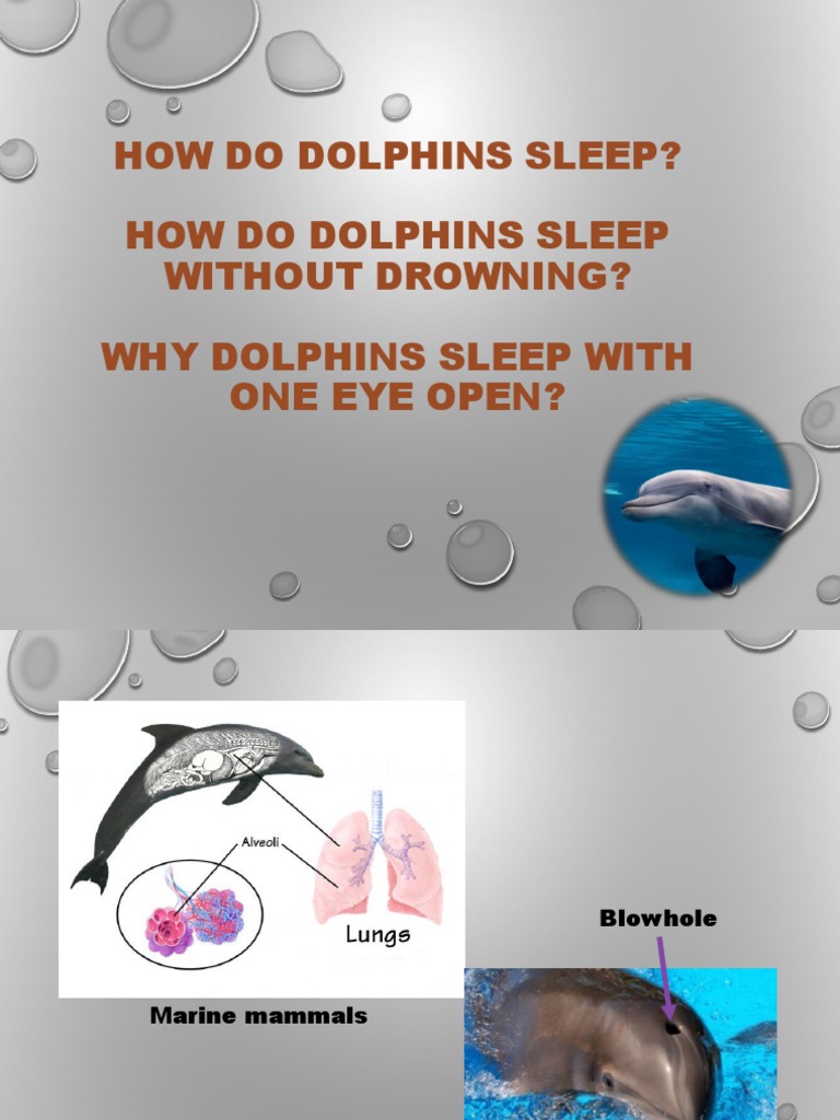 How Do Dolphins Sleep? How Do Dolphins Sleep Without Drowning? Why ...
