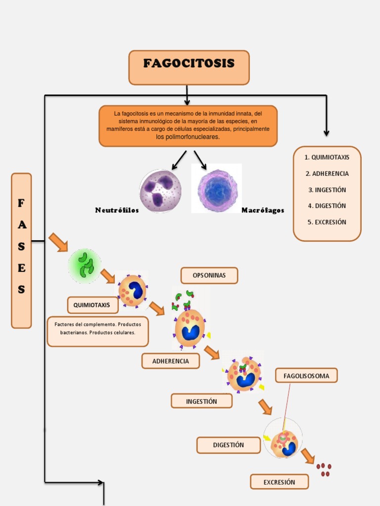 FAGOCITOSIS | PDF | Procesos celulares | Organismos