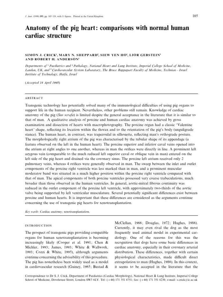 Pig Human Comparison PDF | PDF | Atrium (Heart) | Coronary Circulation